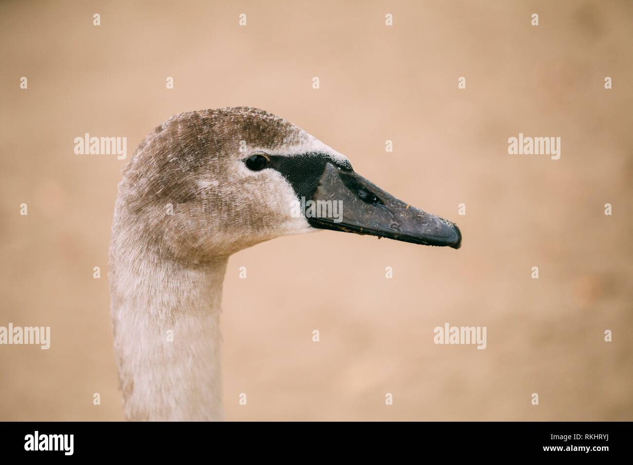Brown swan bird hi-res stock photography and images - Alamy