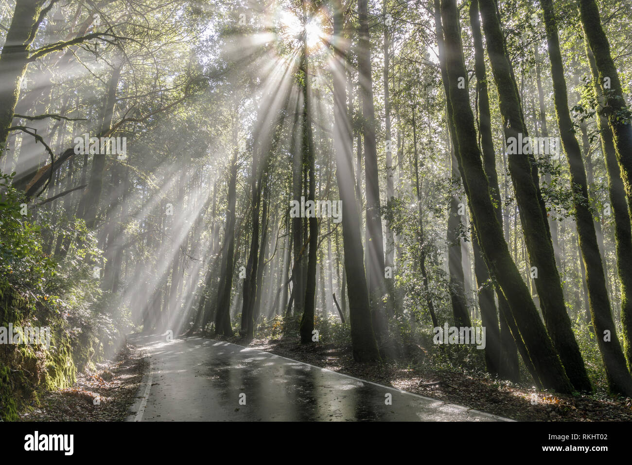 Redwood beams hi-res stock photography and images - Alamy