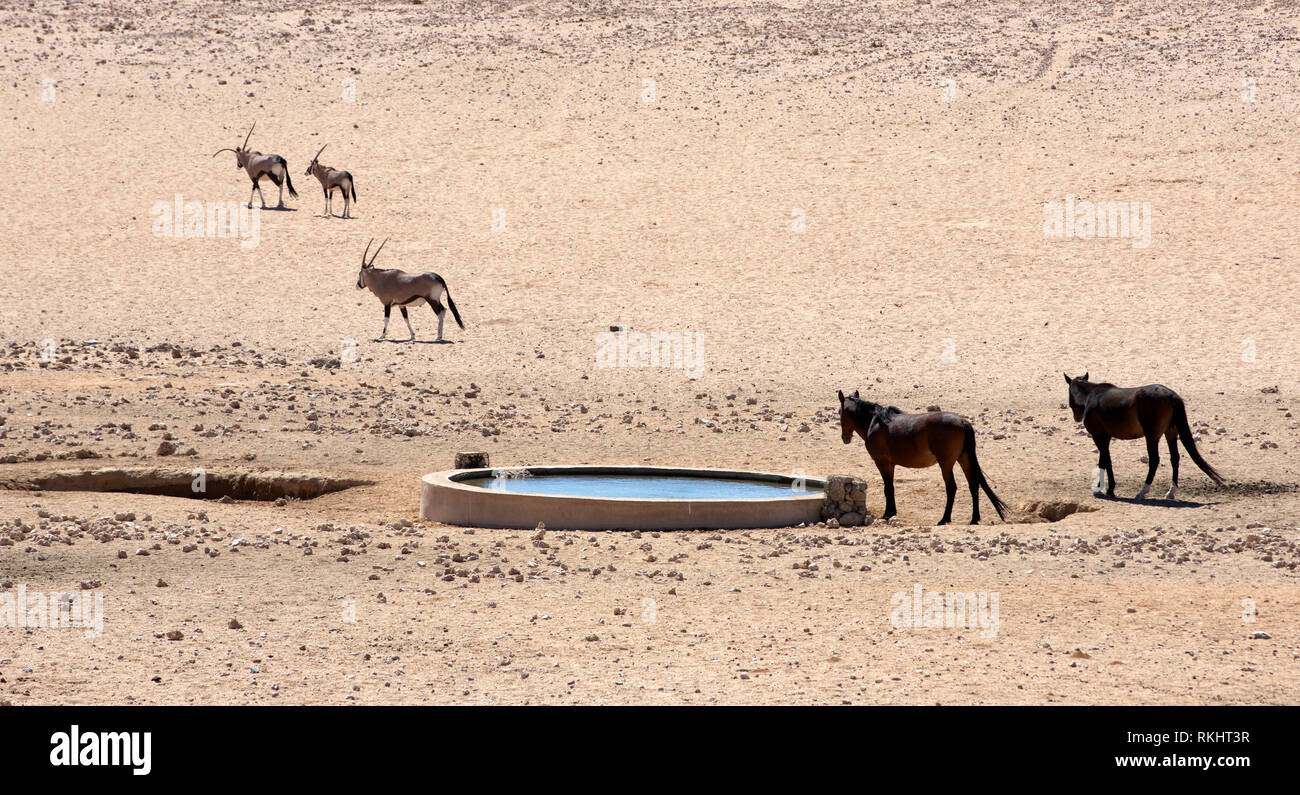 Oryx Rocks High Resolution Stock Photography and Images - Alamy