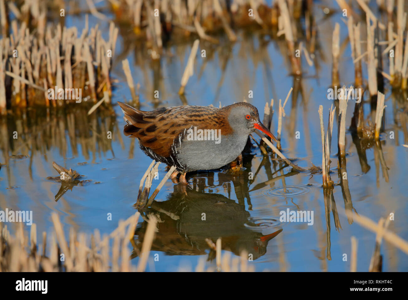 Water Rail [Rallus aquaticus] Stock Photo - Alamy