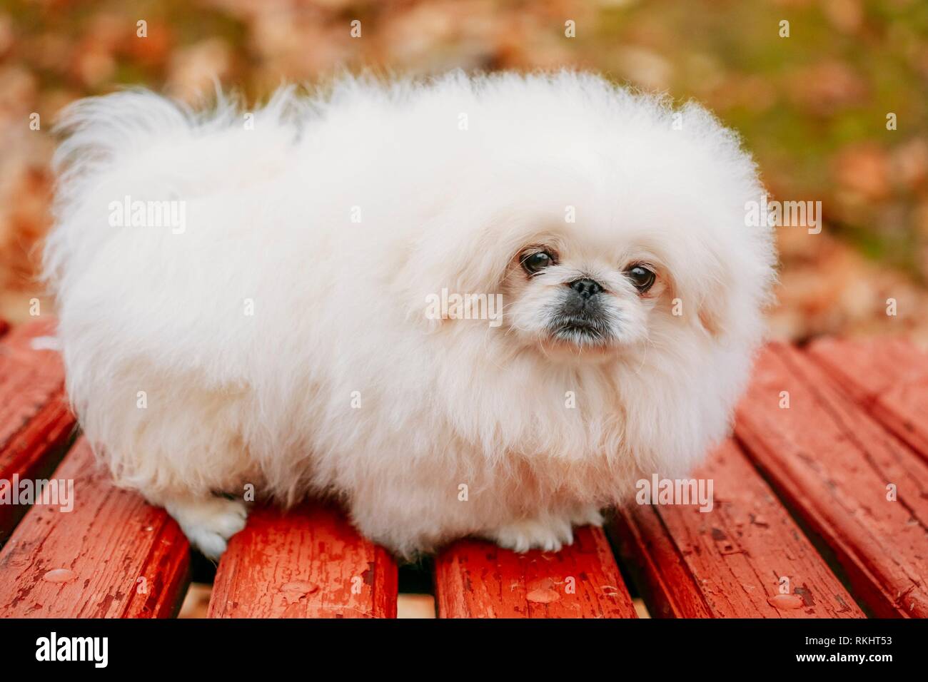 White Chubby Pekingese