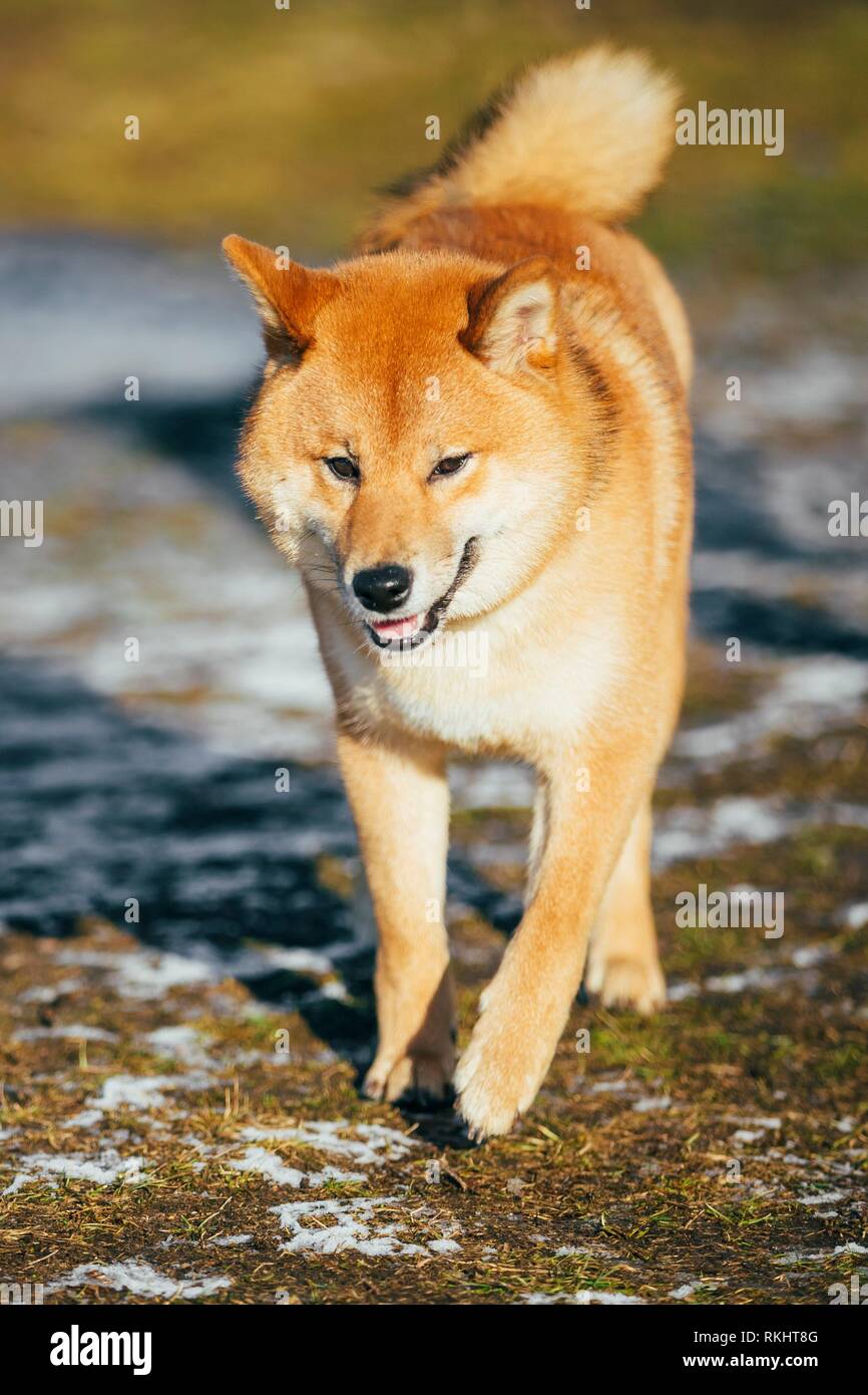 Red female shiba inu hi-res stock photography and images - Alamy