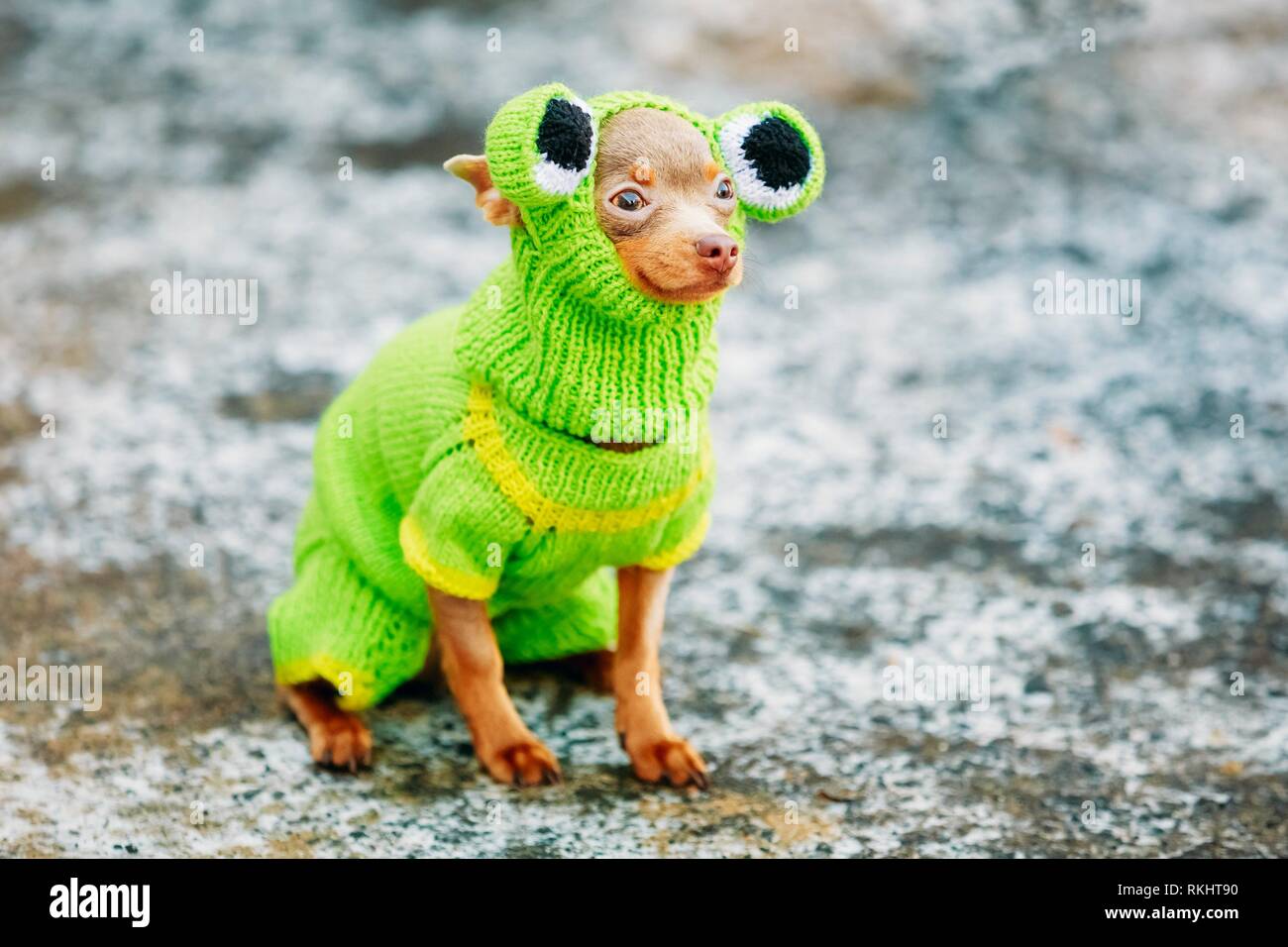 Small frog pet hi-res stock photography and images - Alamy