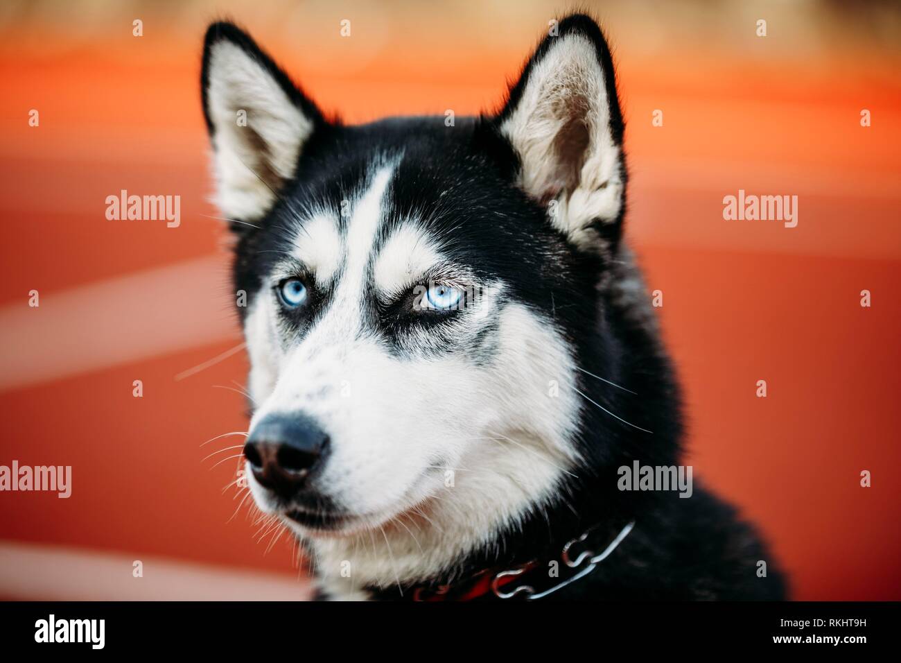 Close up husky nose hi-res stock photography and images - Alamy