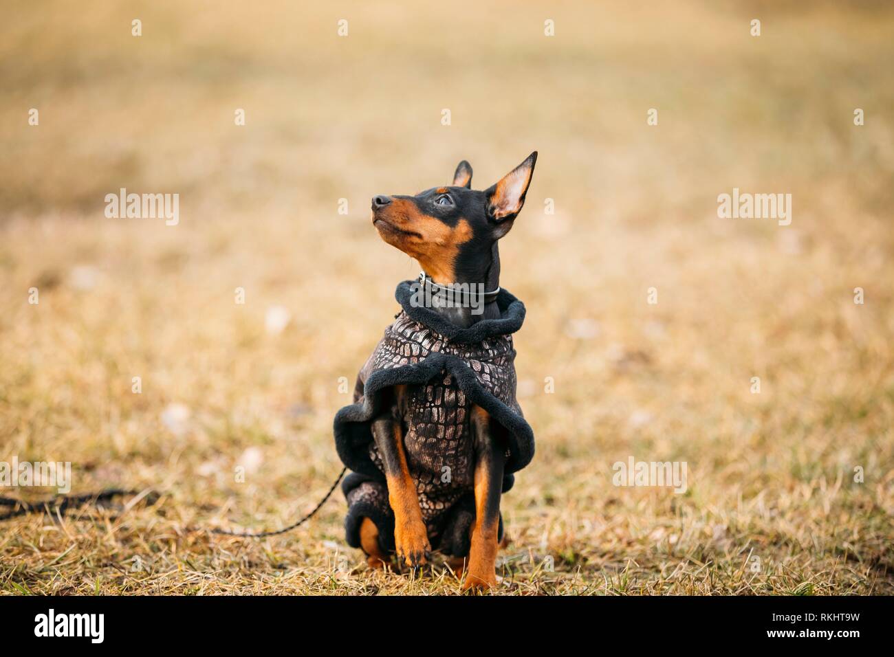 Miniature pinscher sitting grass hi-res stock photography and images ...