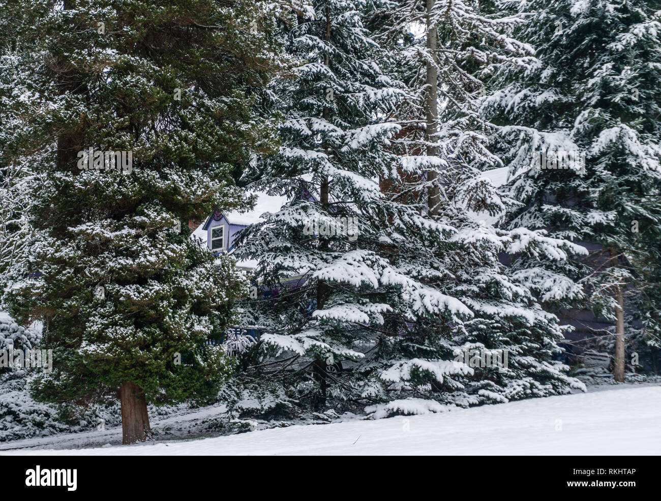 Snow covers the trees in a neighborhood in Burien, Washington Stock ...
