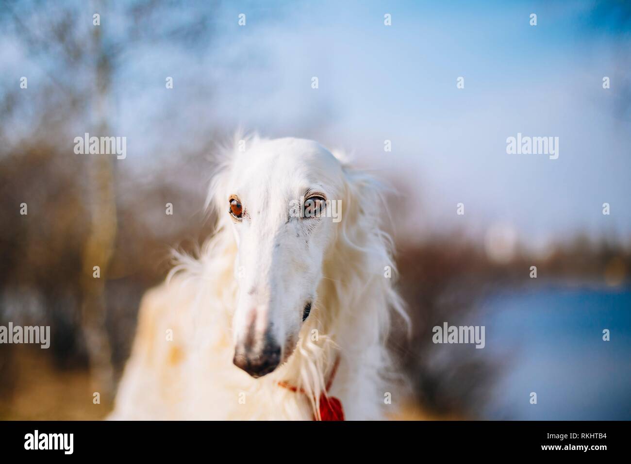 Borzoi portrait hi-res stock photography and images - Alamy