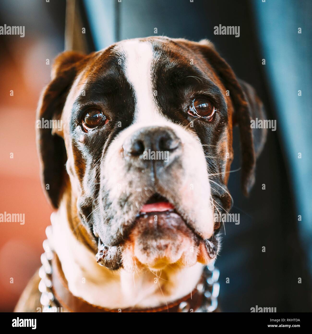 Full Grown White Boxer