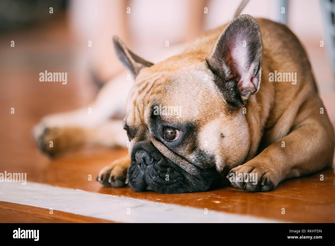 Sad French Bulldog