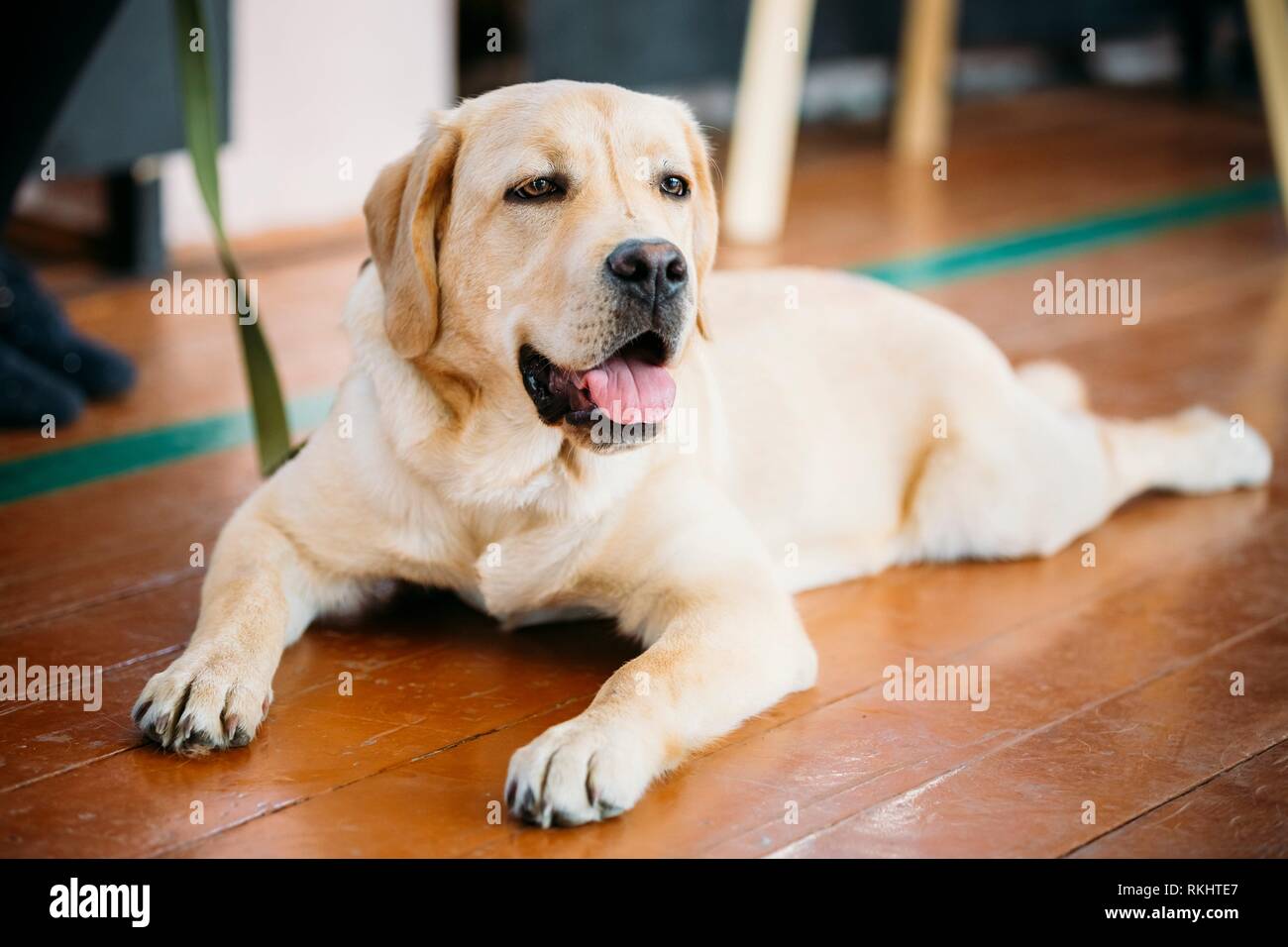 Labrador happy hi-res stock photography and images - Alamy