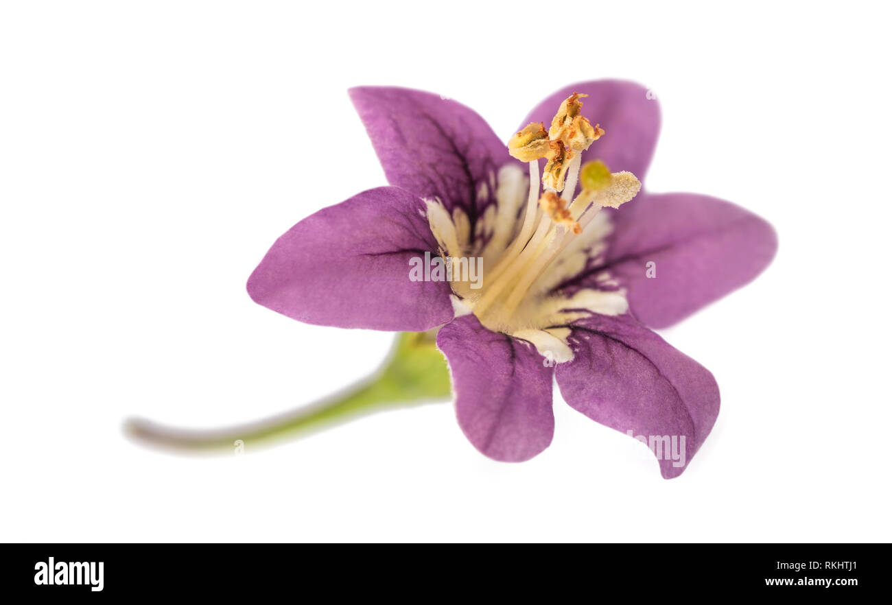 Goji flower head isolated on white background Stock Photo - Alamy