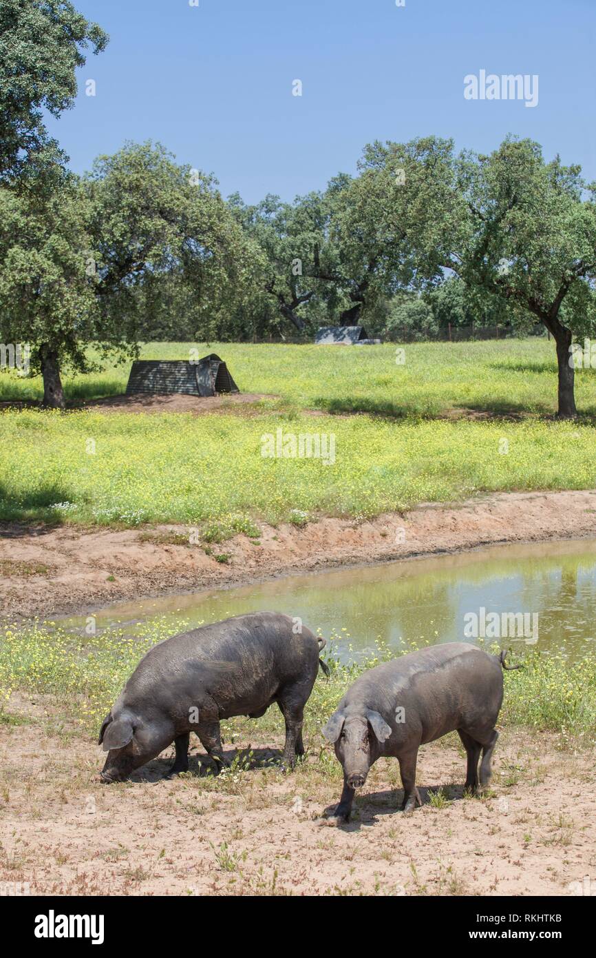 Meat breed hi-res stock photography and images - Alamy
