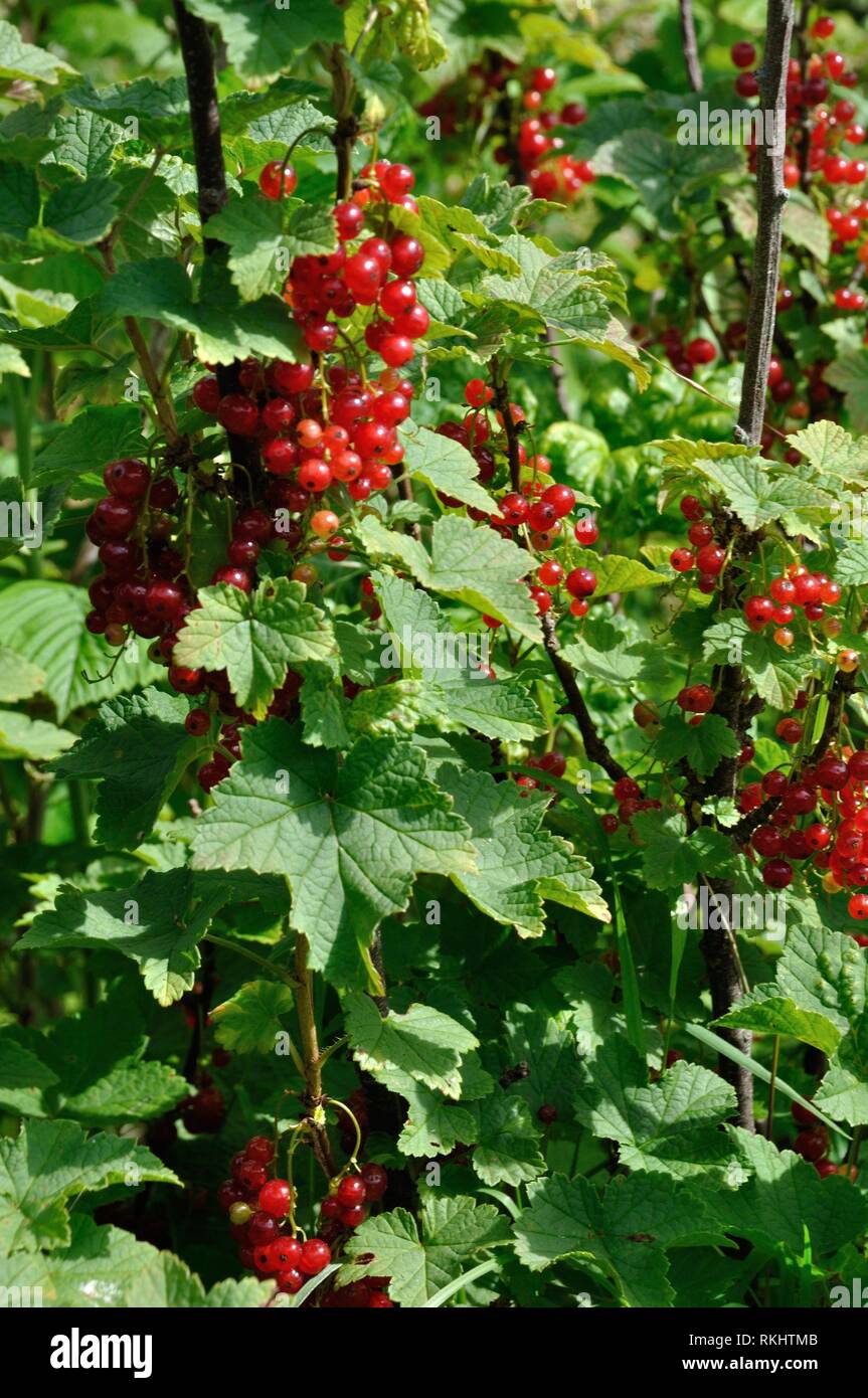 Wild Red Currant Plant