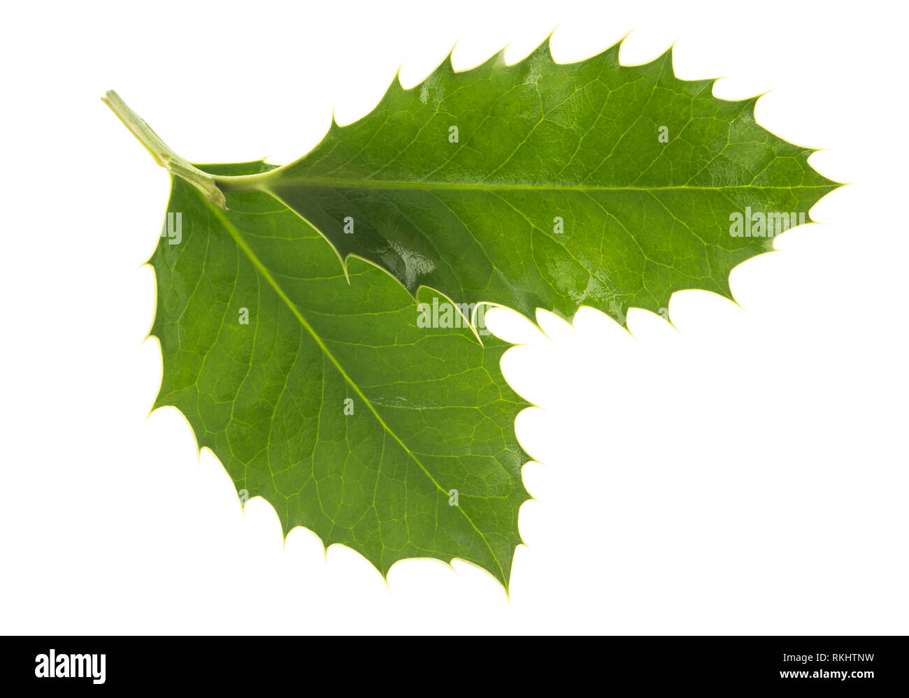 holly leaves isolated on white background Stock Photo - Alamy