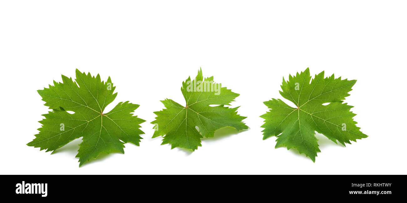 Vine leaves hi-res stock photography and images - Alamy