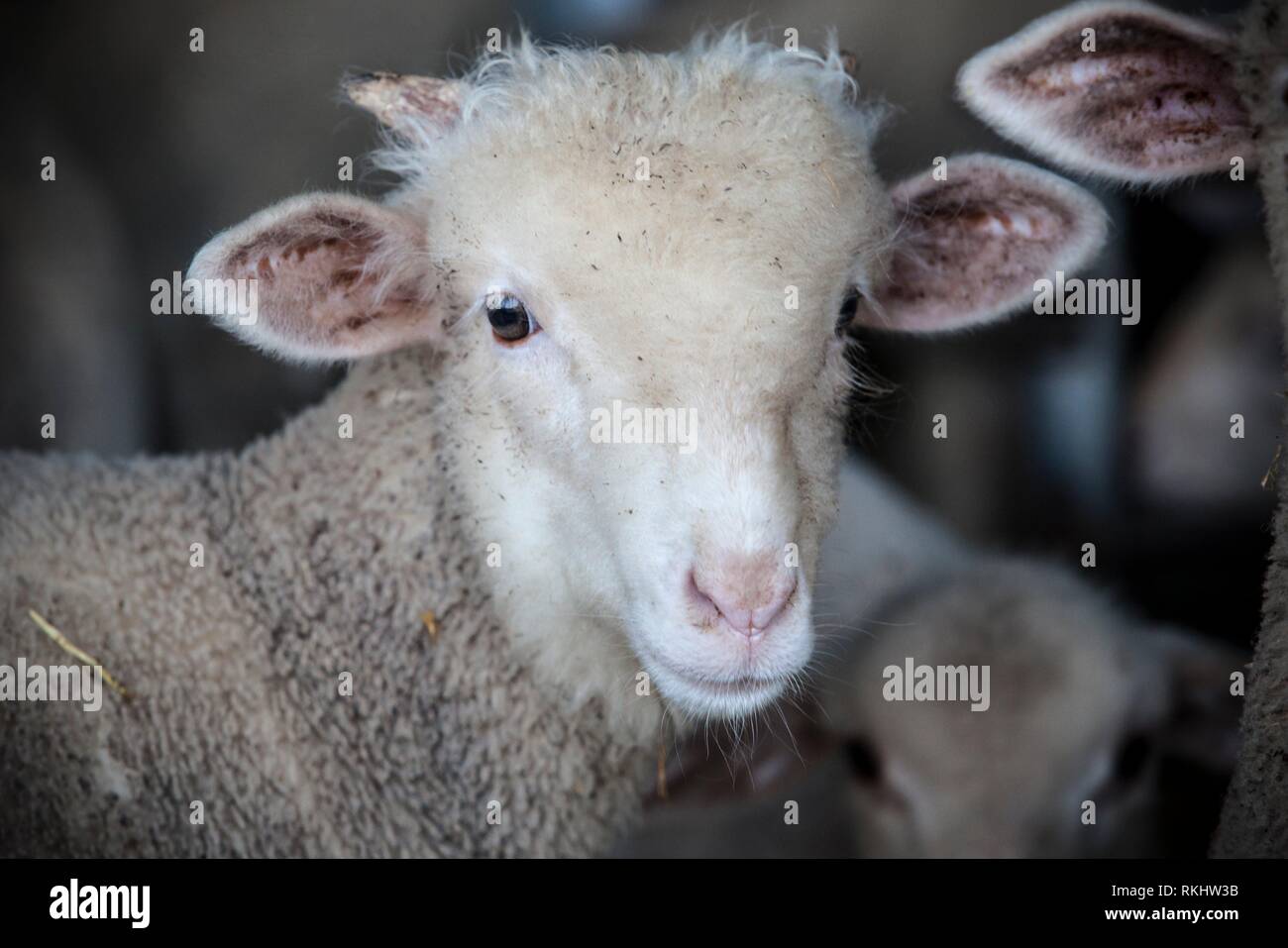 Merino sheep ram hi-res stock photography and images - Alamy