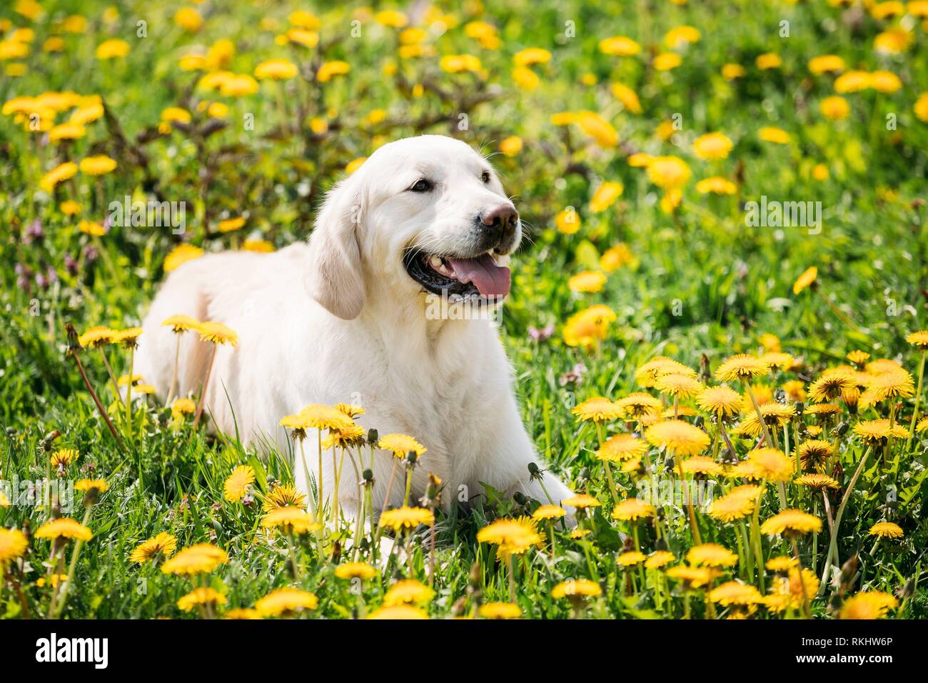 Labrador retriever yellow sitting hi-res stock photography and images ...