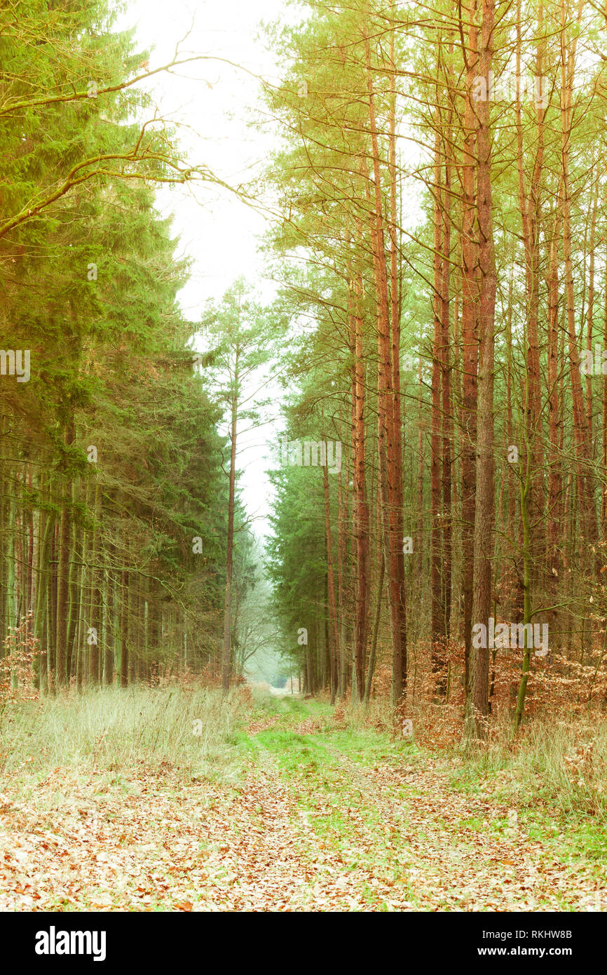 Forest landscape. Country road path with green spruce trees. Sunny ...