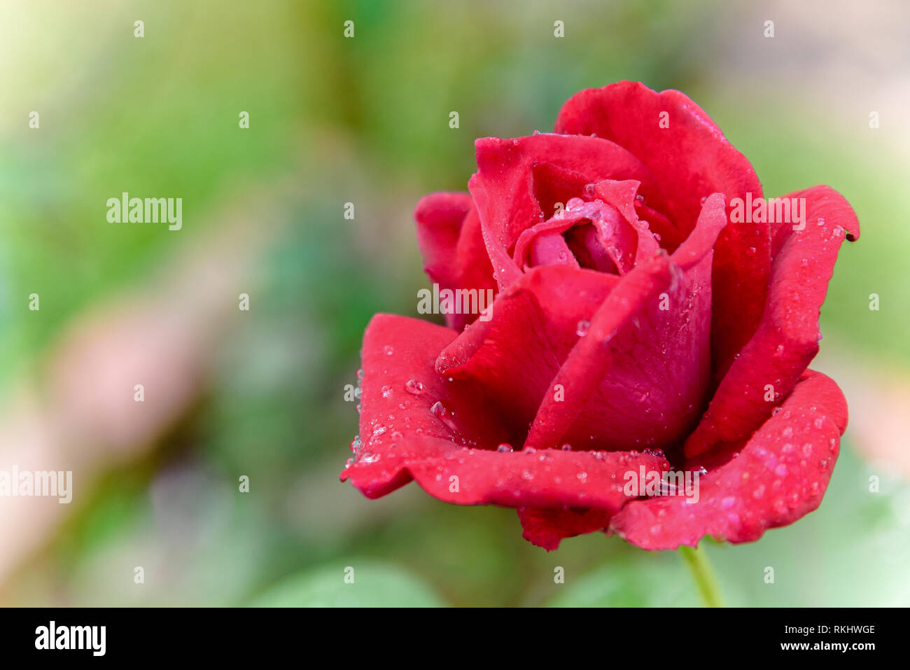 Close-up red rose blooming on the branch in the flower garden for ...