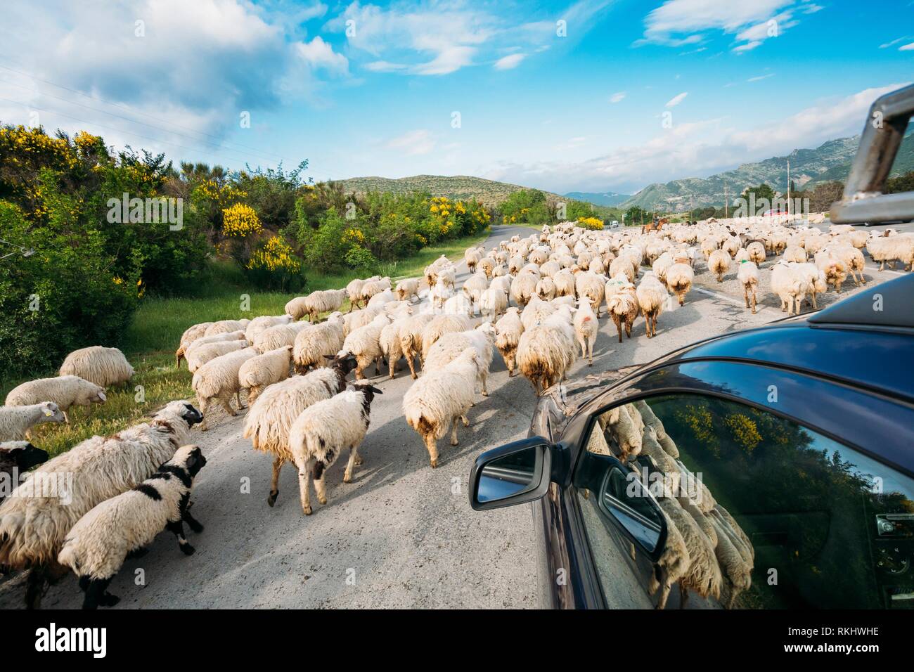 Shaggy Sheep High Resolution Stock Photography and Images - Alamy