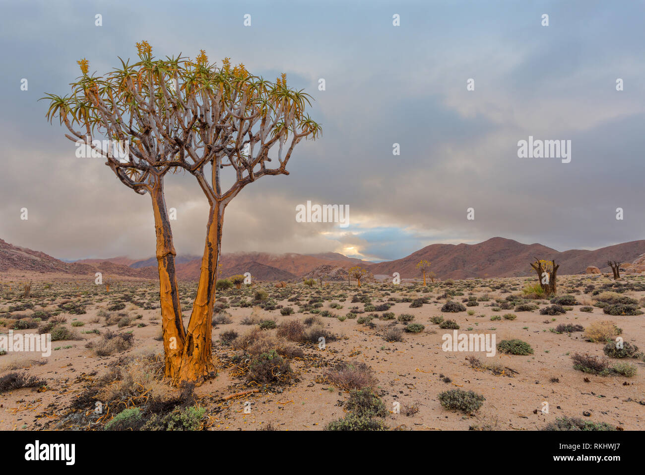 Flowering quiver tree Stock Photo - Alamy