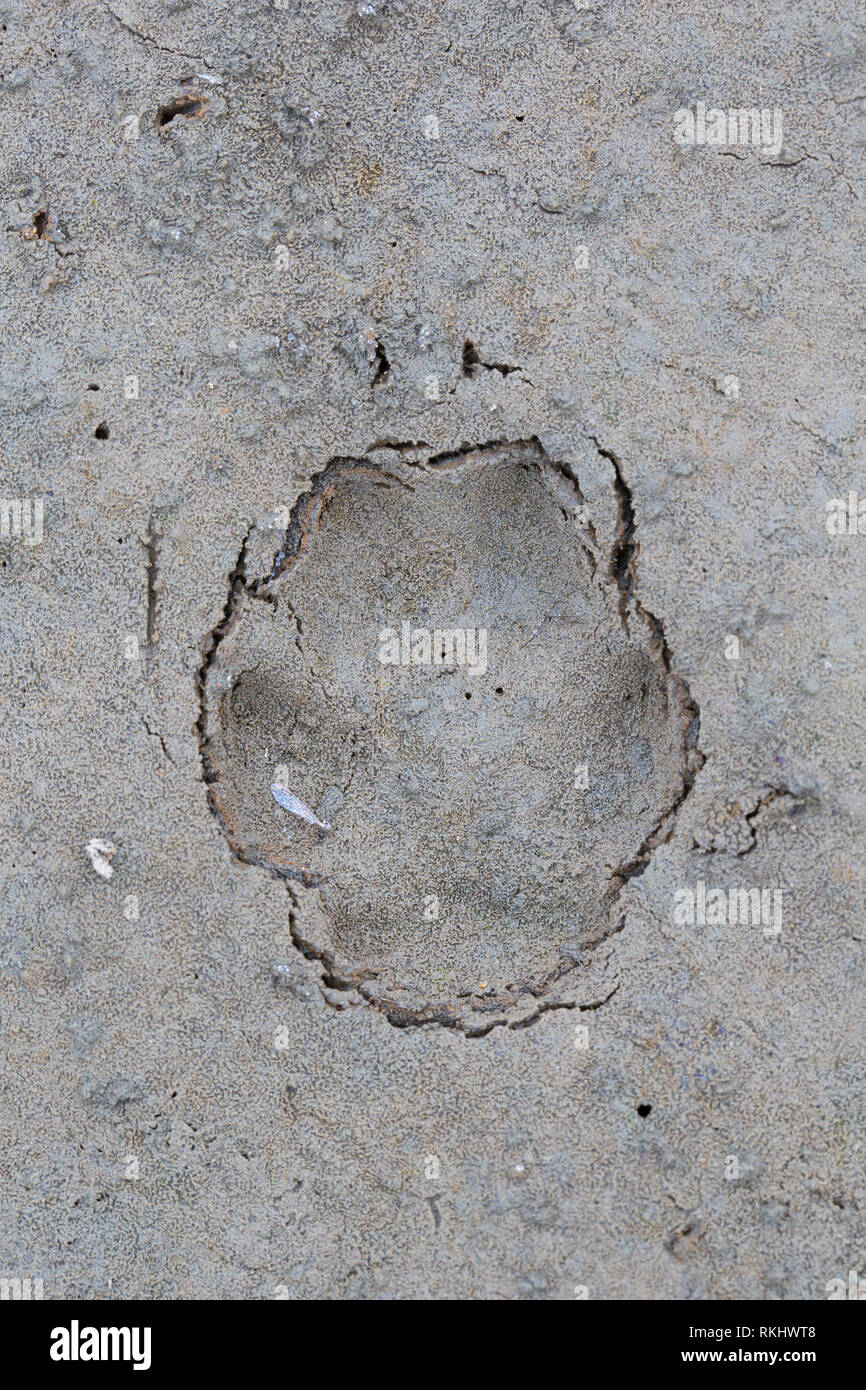 Red fox (Vulpes vulpes) close-up of footprint in wet sand / mud Stock ...