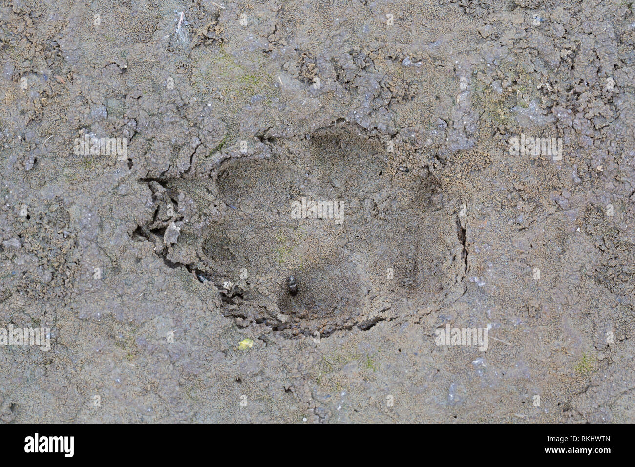 Red Fox Tracks In Mud