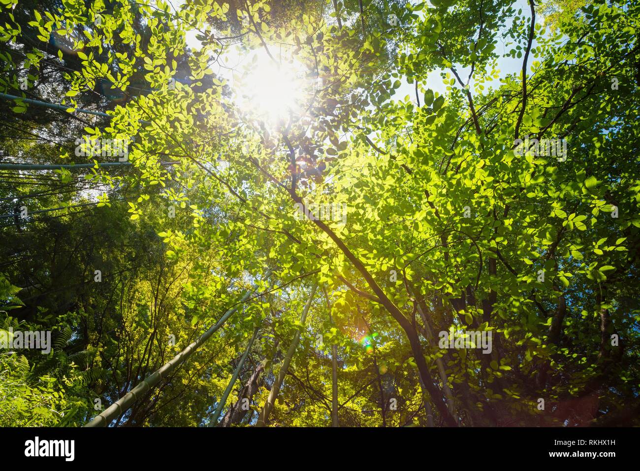 Tropical deciduous forest hi-res stock photography and images - Alamy