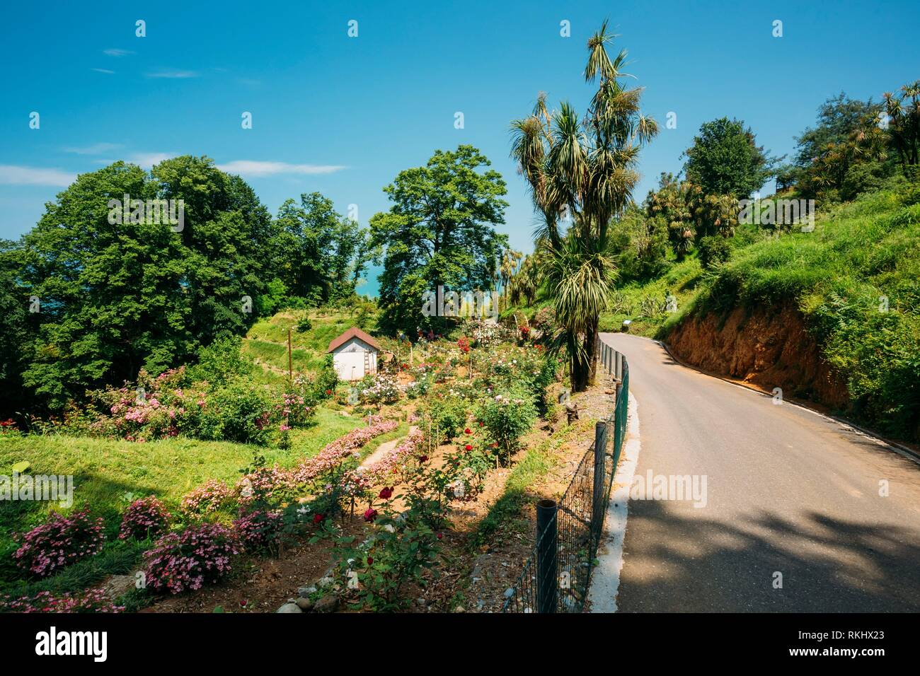 Rose Plantation High Resolution Stock Photography and Images - Alamy