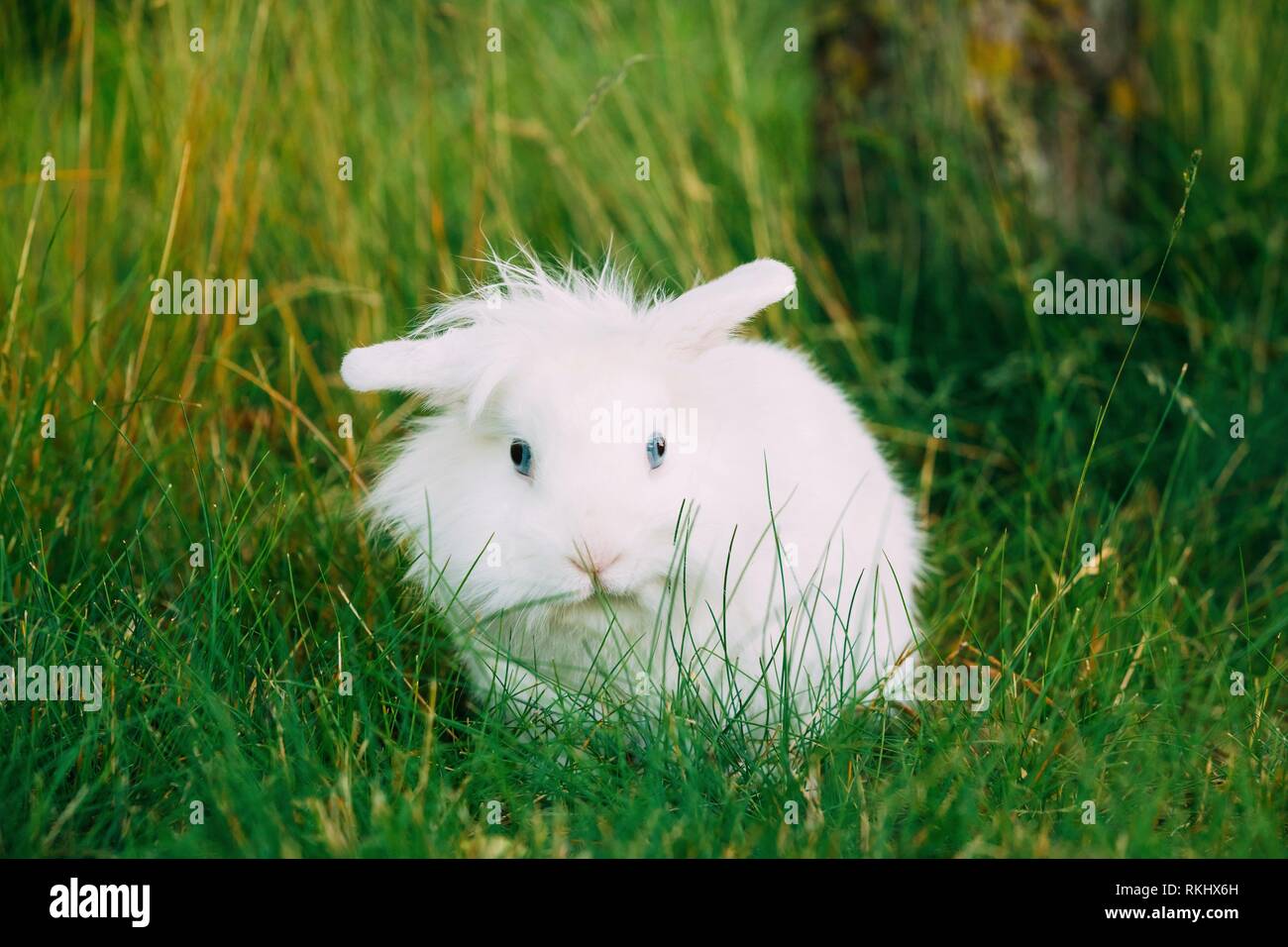 Mixed Breeds High Resolution Stock Photography and Images - Alamy