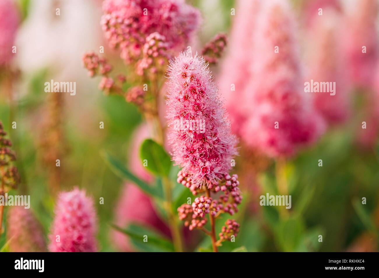 Pink Spirea Stock Photos & Pink Spirea Stock Images - Alamy