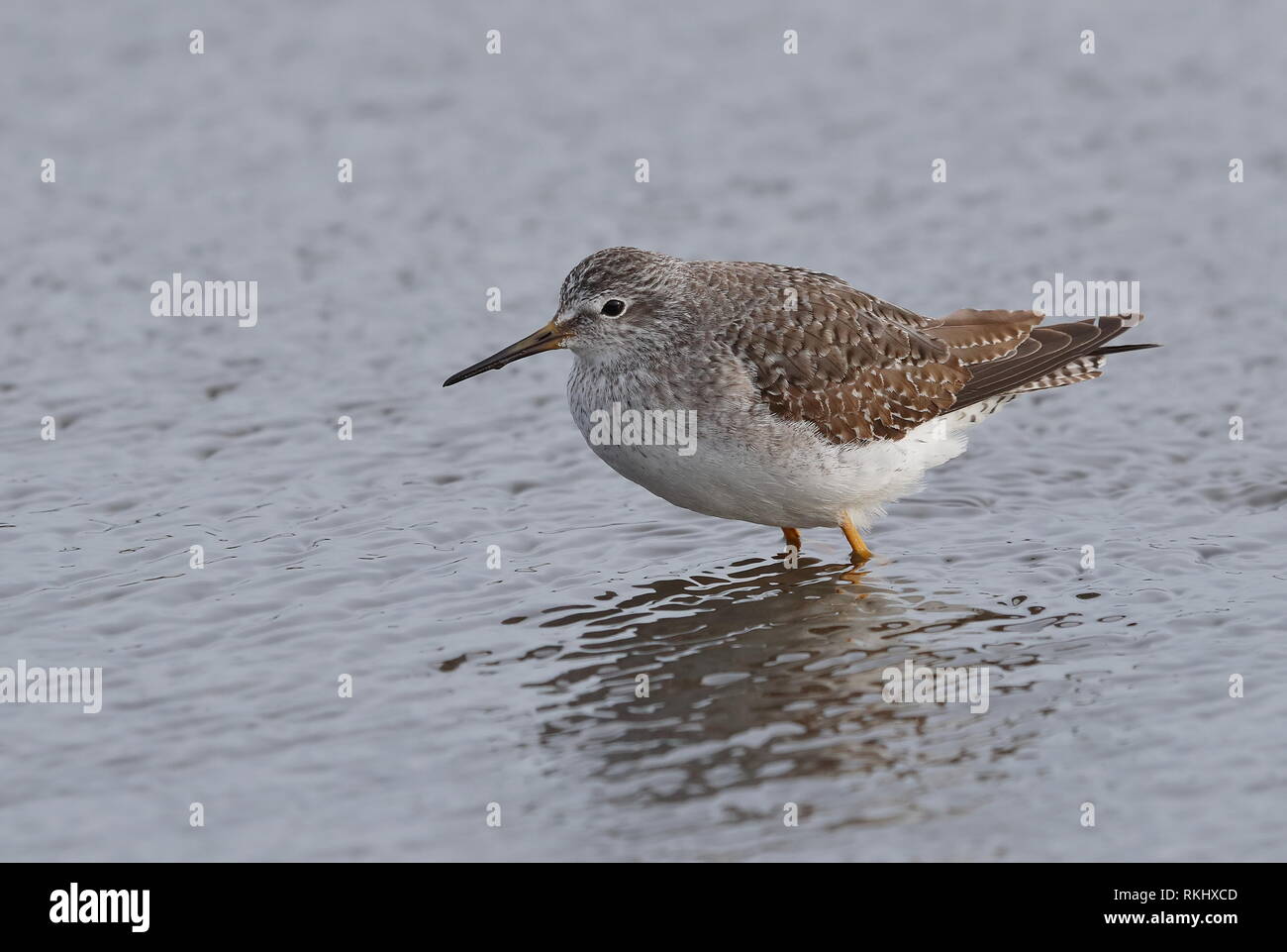 1st winter Lesser Yellowlegs Stock Photo - Alamy