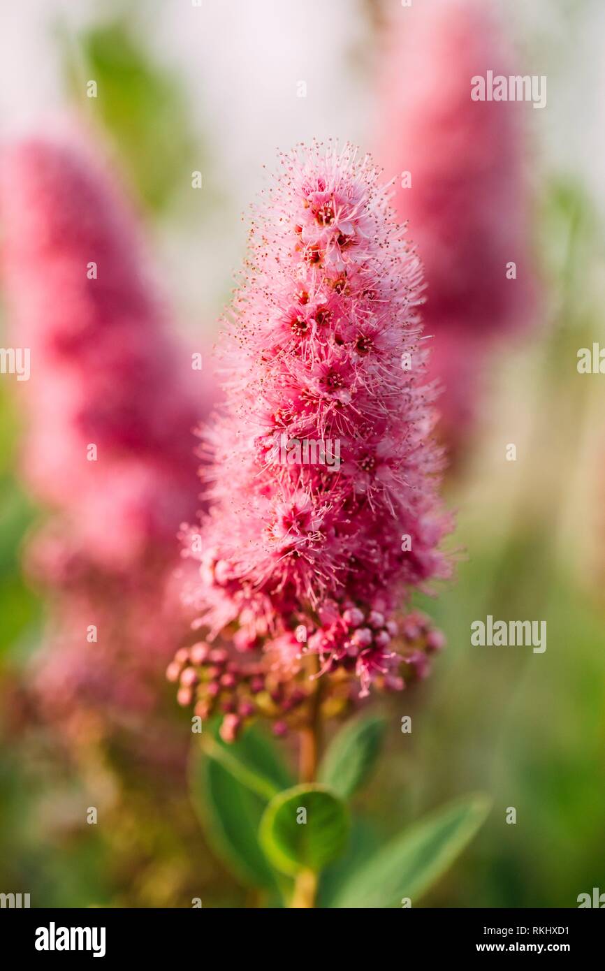 Spiraea flower pink red hi-res stock photography and images - Alamy