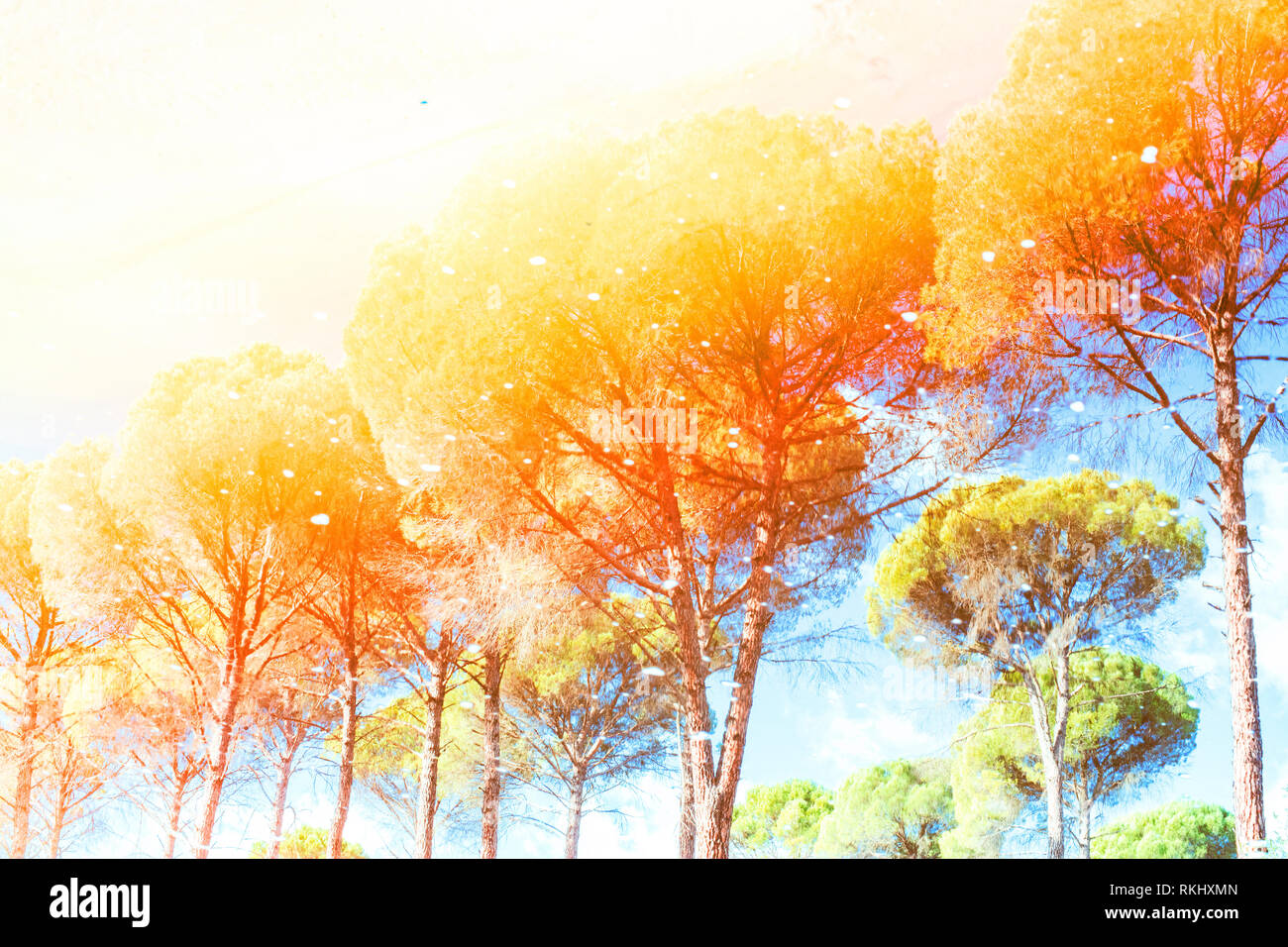 Art effect of golden trees under colorful sky Stock Photo - Alamy