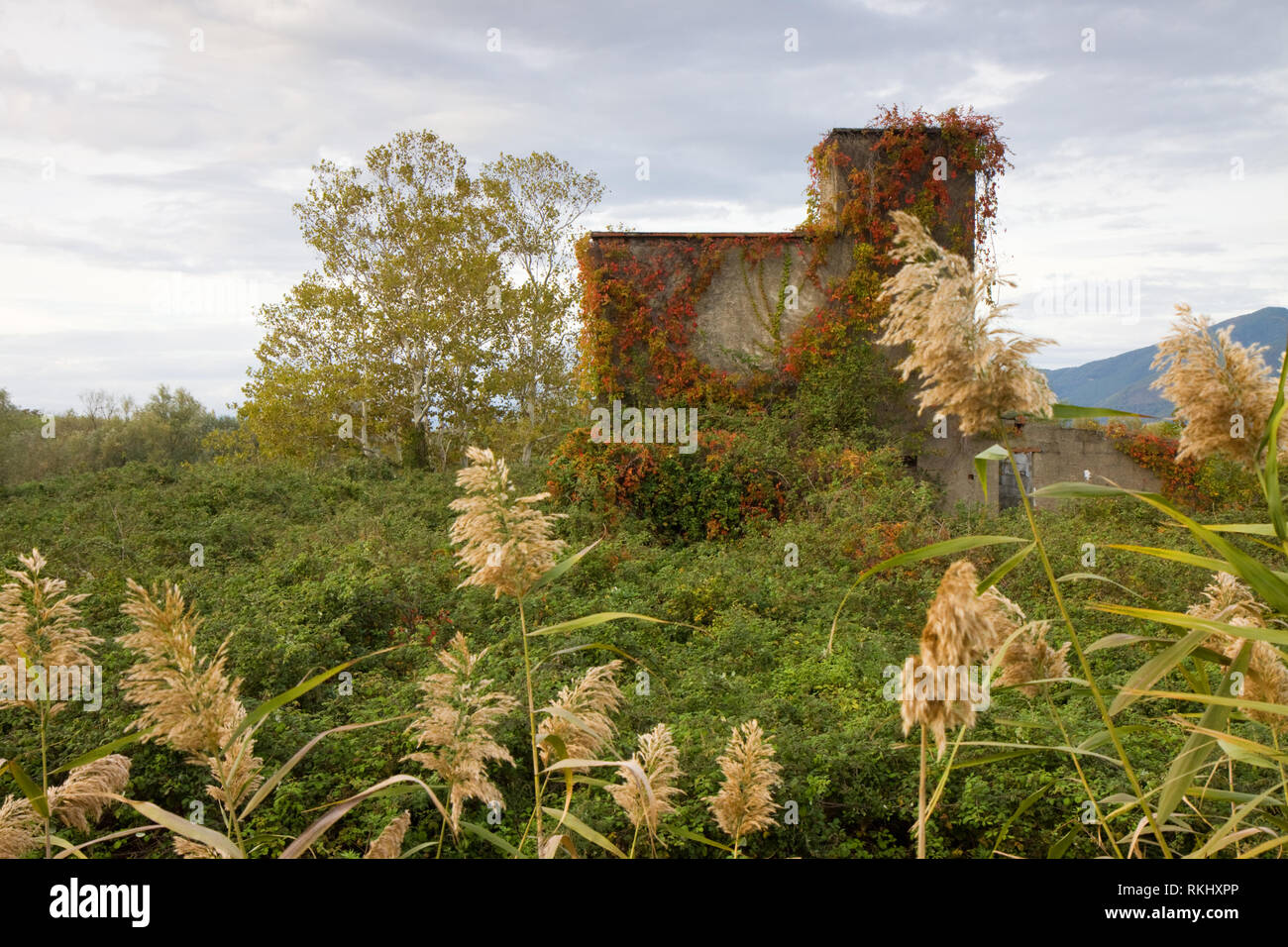 Overtaken by nature hi-res stock photography and images - Alamy