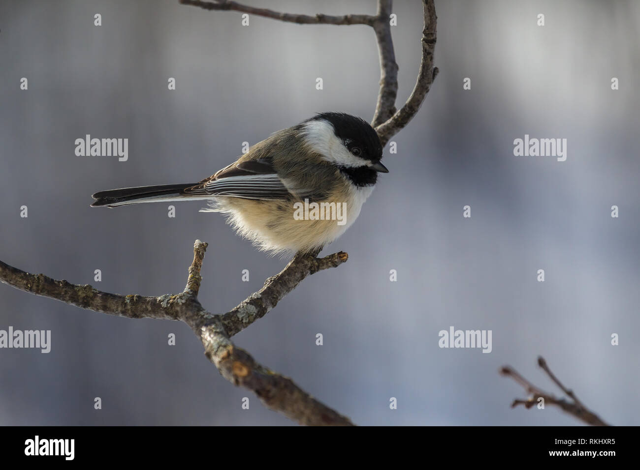 Paridae family hi-res stock photography and images - Alamy