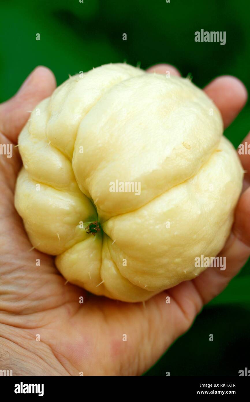 Chayote plant hi-res stock photography and images - Alamy