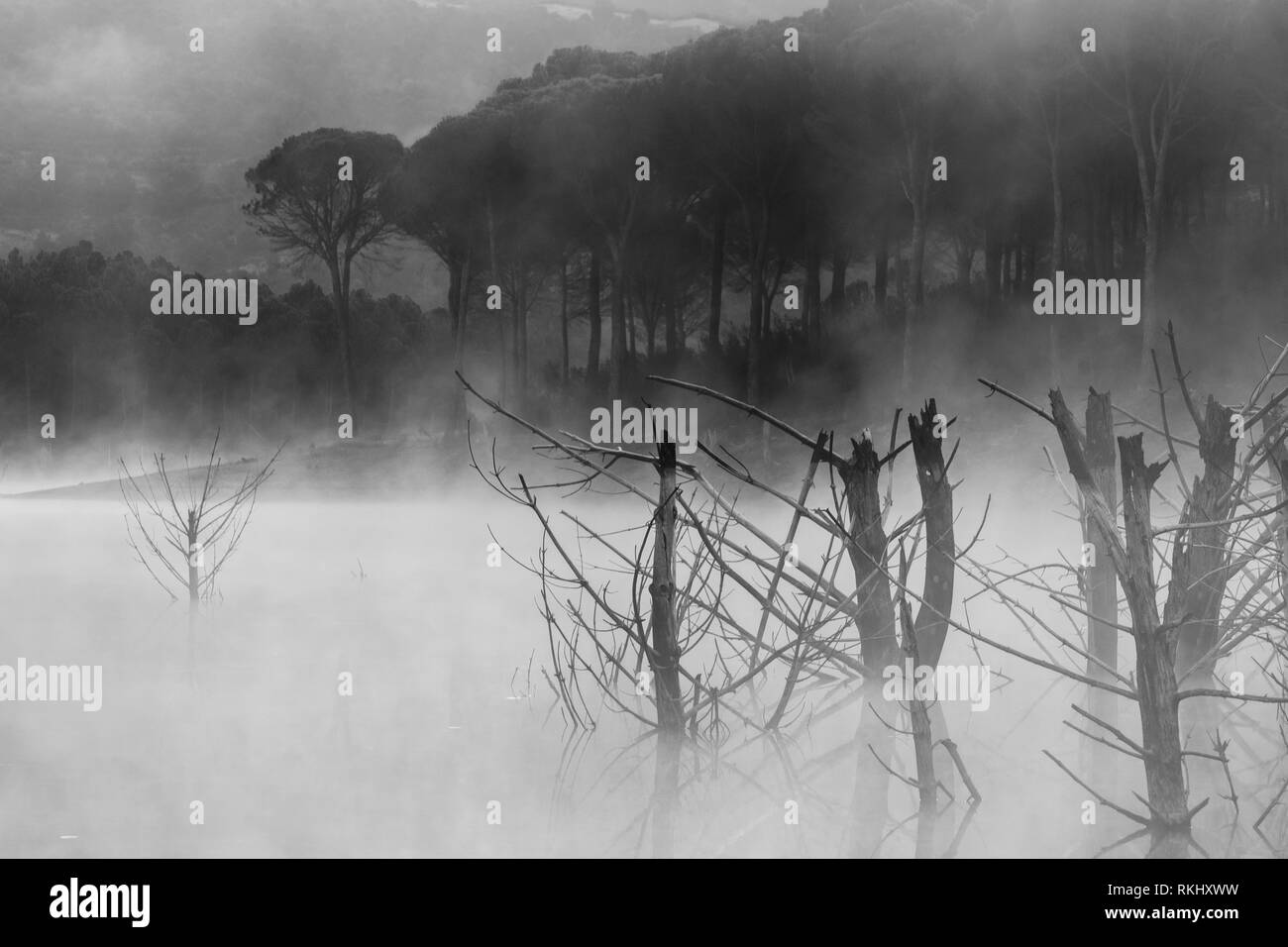 Beautiful mysterious river with trees in mist Stock Photo - Alamy