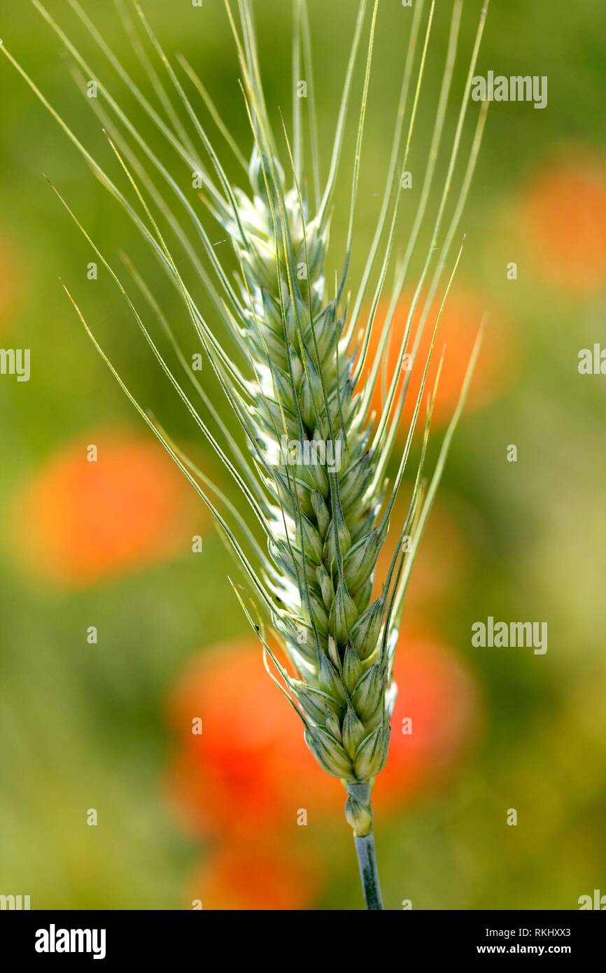 Red wheat ear hi-res stock photography and images - Alamy