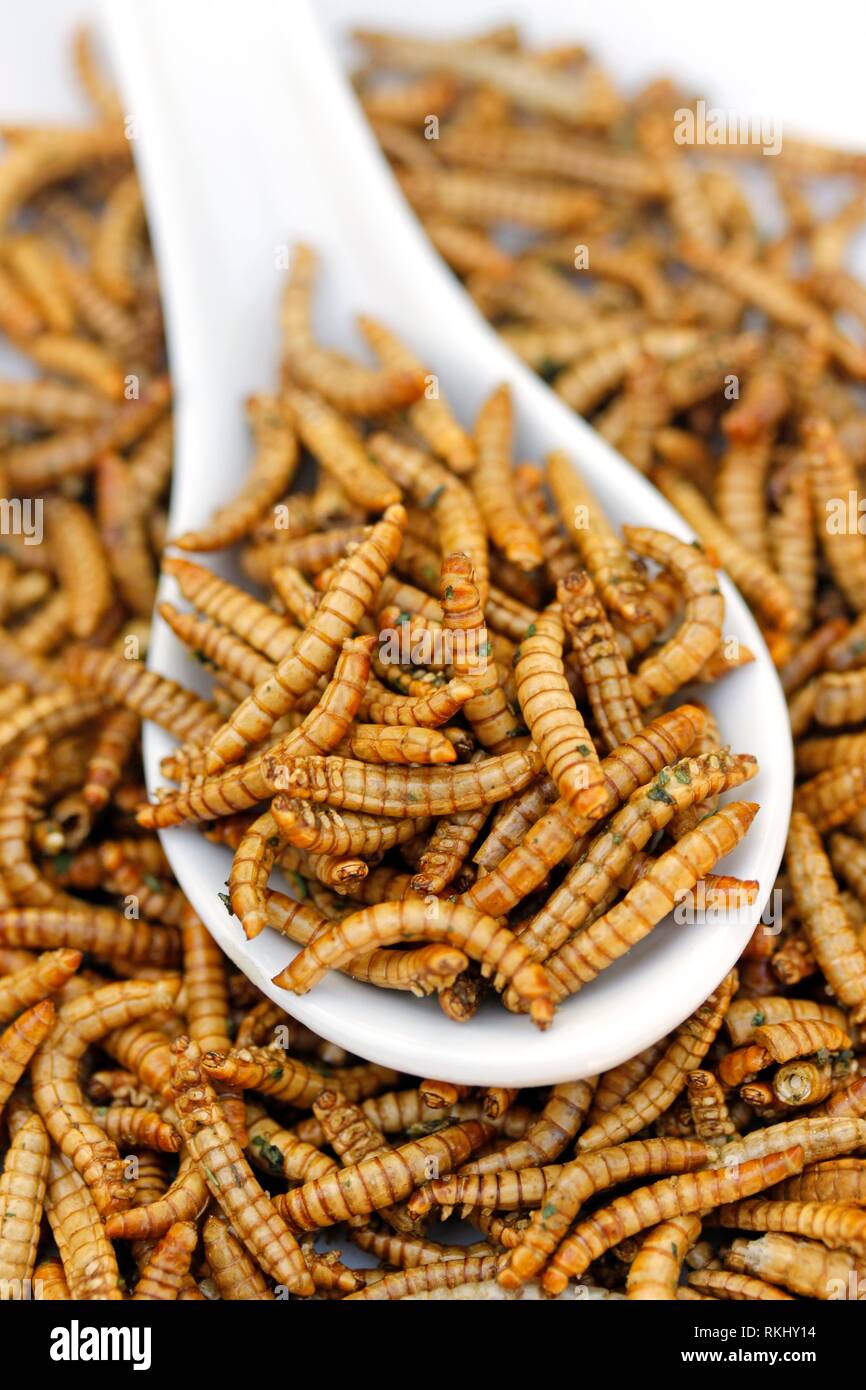 Spoon worm hi-res stock photography and images - Alamy