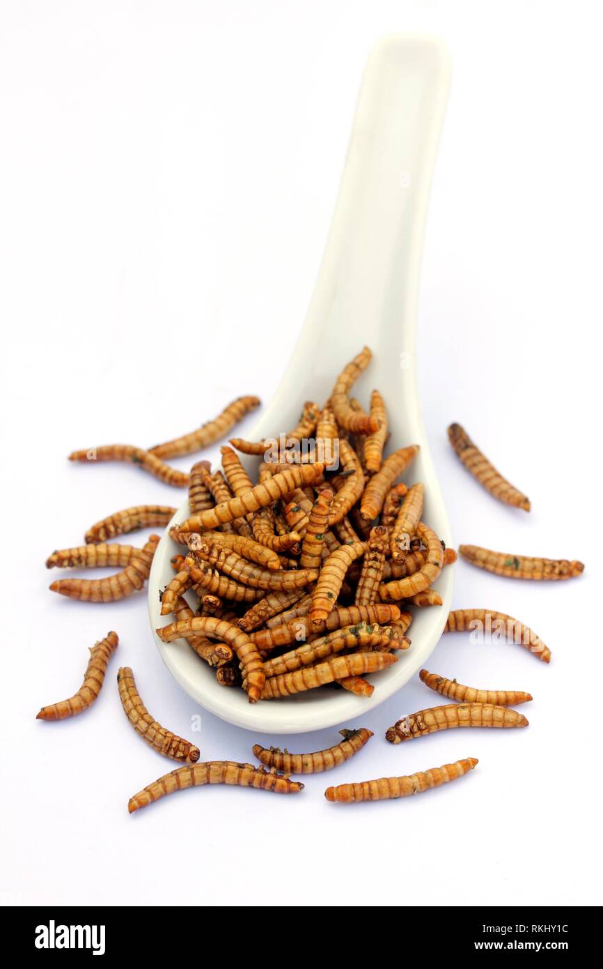 Meal worms white background hi-res stock photography and images - Alamy