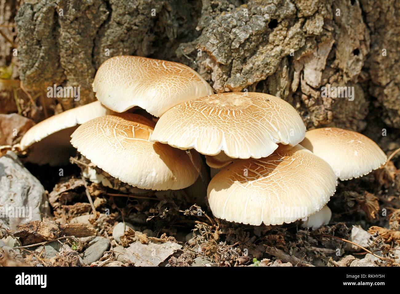 Agrocybe High Resolution Stock Photography and Images - Alamy