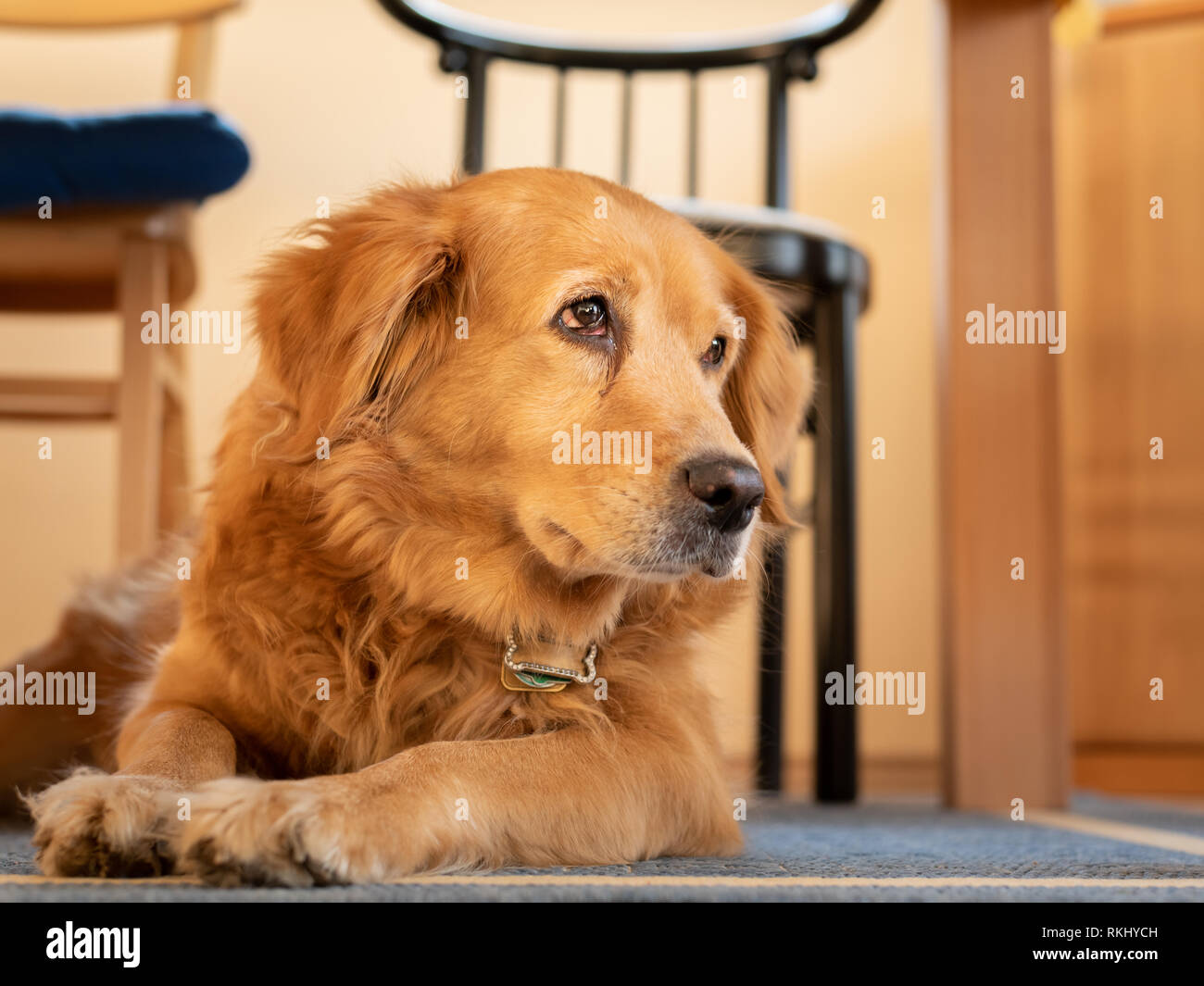 Poor doggy hi-res stock photography and images - Alamy