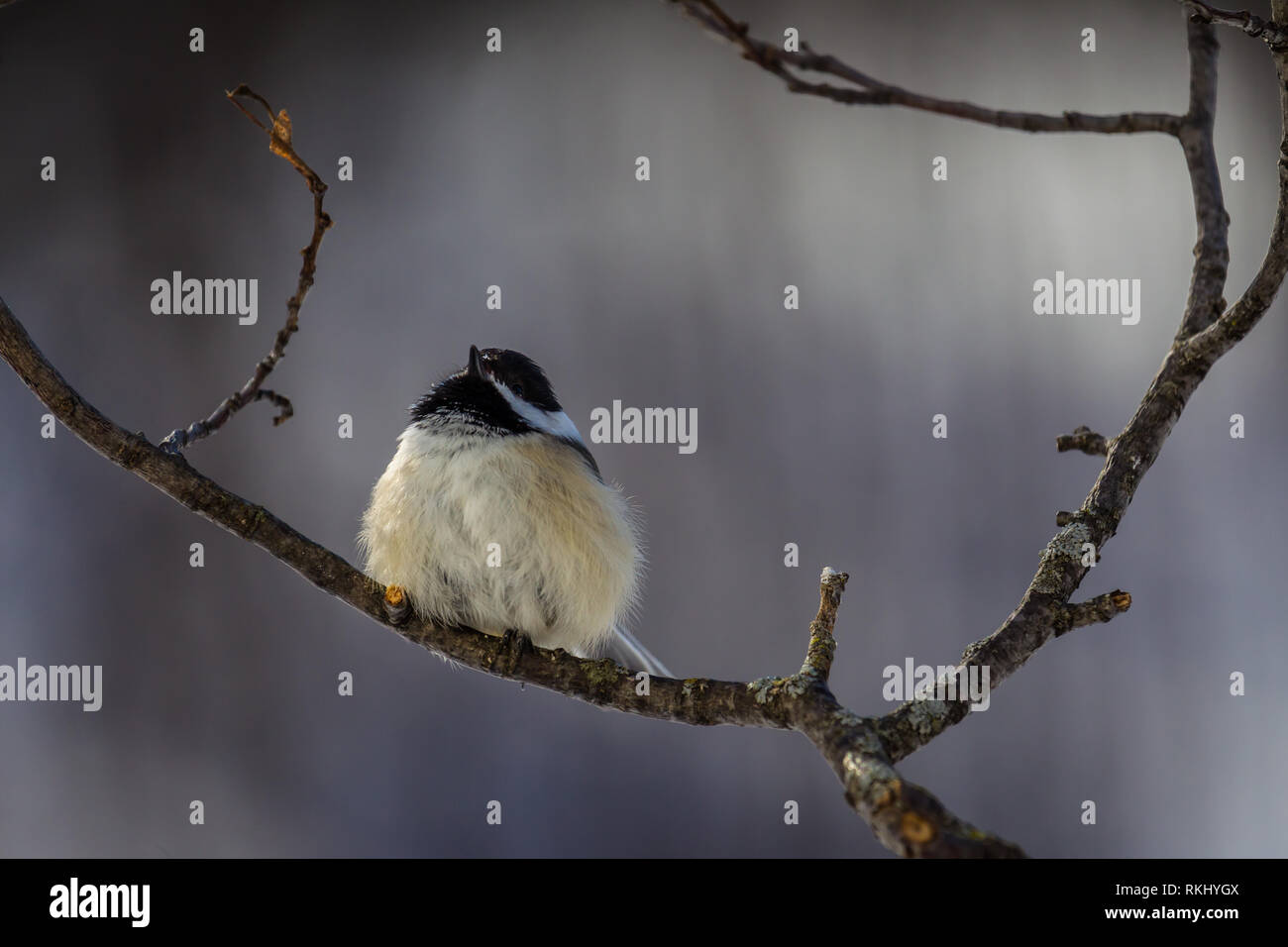Fluffed Up Black-capped Chickadee During The Winter Stock Photo - Alamy