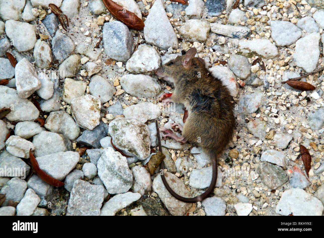 Life cycle of the ants hi-res stock photography and images - Alamy