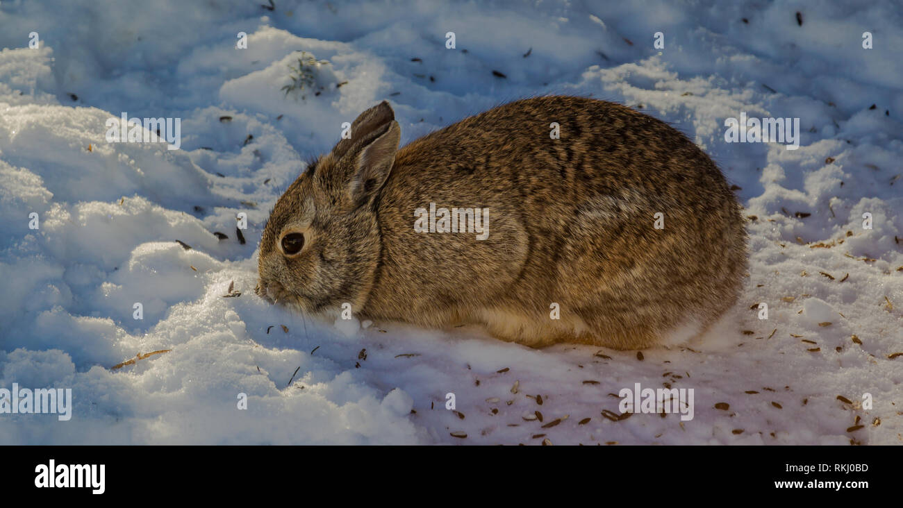 Eastern Cottontail Rabbit Feeding After A Winter Snow Storm Stock Photo ...