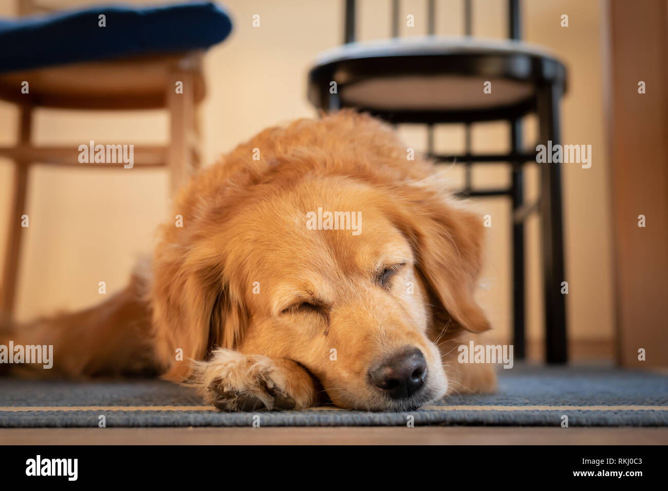 Dog lying under chair hi-res stock photography and images - Alamy