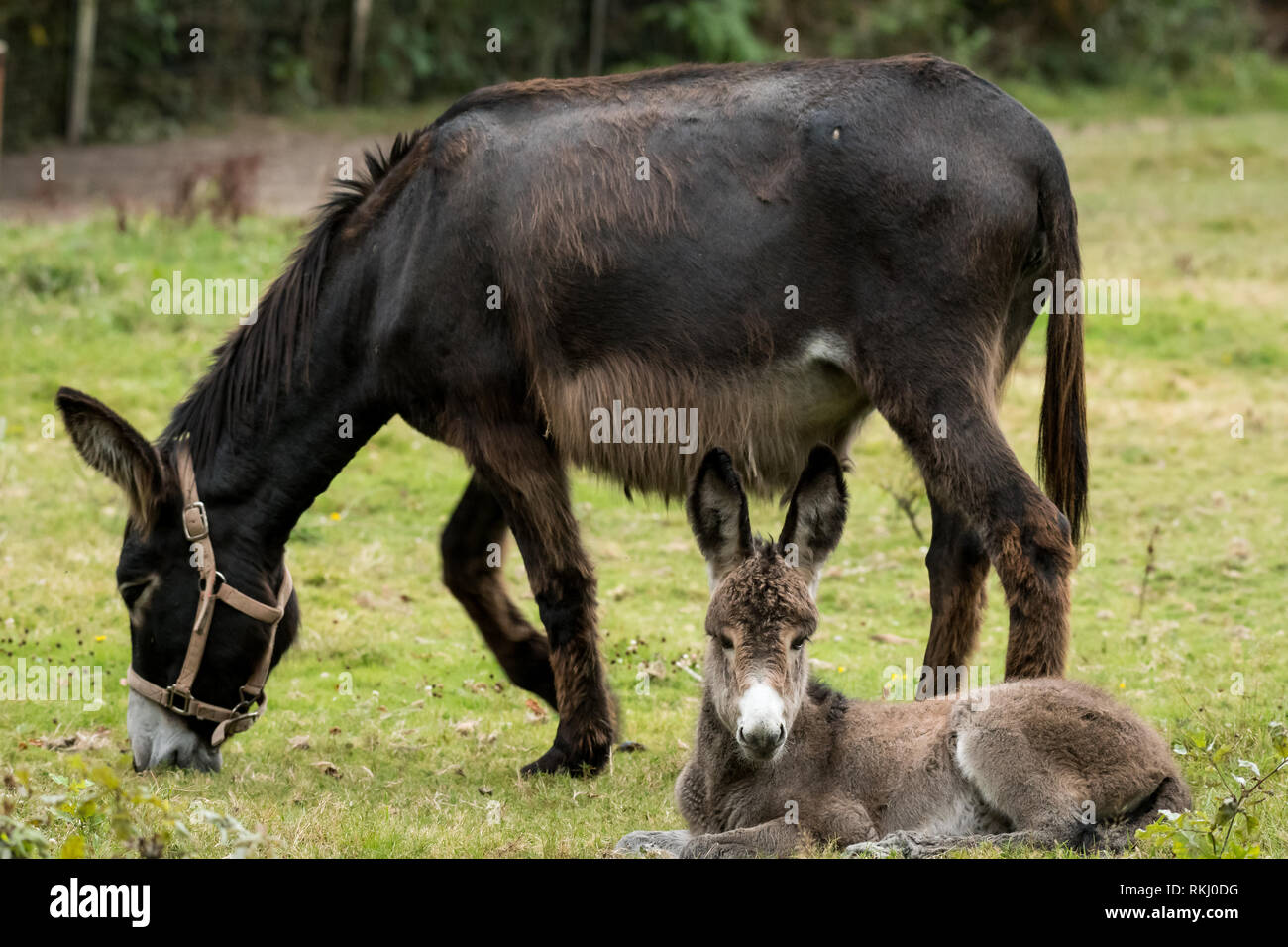 Donkey grazing on green pasture hi-res stock photography and images - Alamy