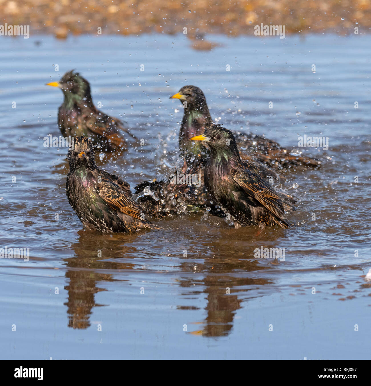 Bird bathing in puddle hi-res stock photography and images - Alamy
