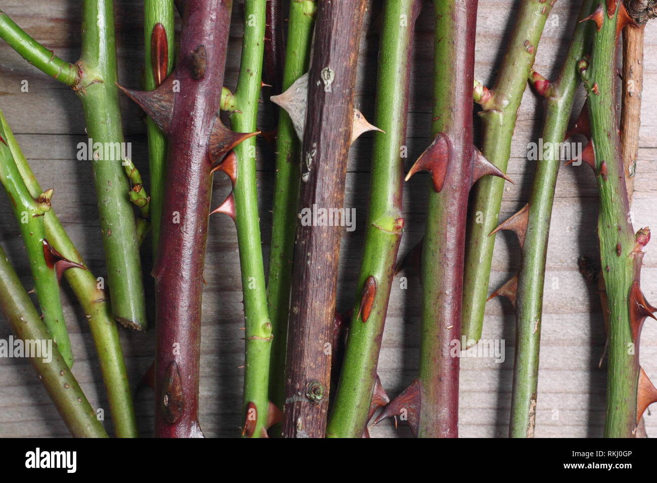 Rosa. Details of rose prunings clippings in winter, UK Stock Photo - Alamy